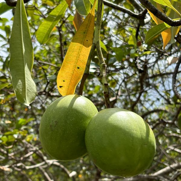 Cerbera odollam | Suicide tree | Pong-pong tree - Indian trees