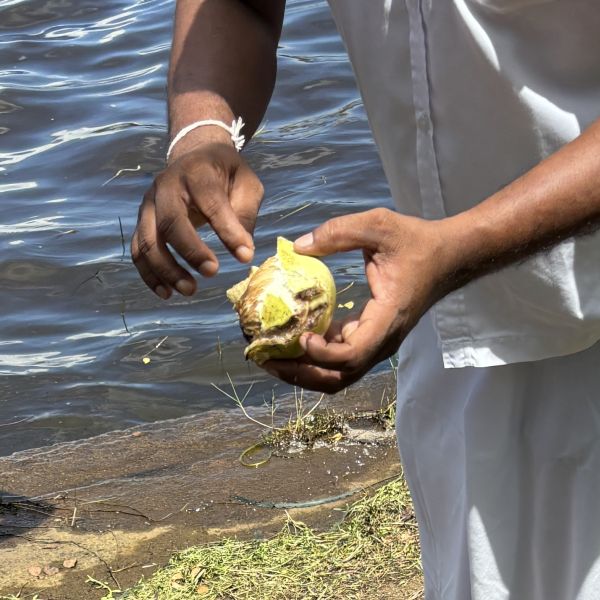 Cerbera odollam | Suicide tree | Pong-pong tree - Indian trees