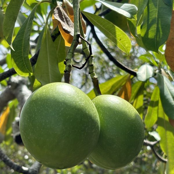 Cerbera odollam | Suicide tree | Pong-pong tree - Indian trees