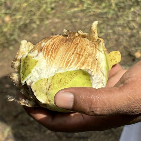 Cerbera odollam | Suicide tree | Pong-pong tree - Indian trees