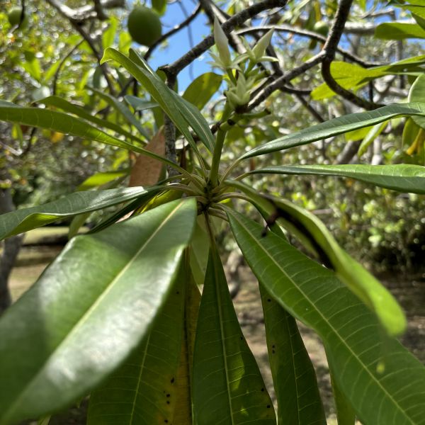 Cerbera odollam | Suicide tree | Pong-pong tree - Indian trees