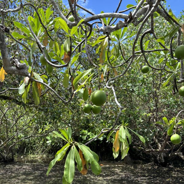 Cerbera odollam | Suicide tree | Pong-pong tree - Indian trees