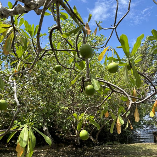 Cerbera odollam | Suicide tree | Pong-pong tree - Indian trees