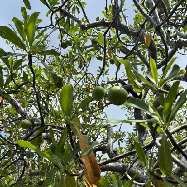 Cerbera odollam | Suicide tree | Pong-pong tree - Indian trees