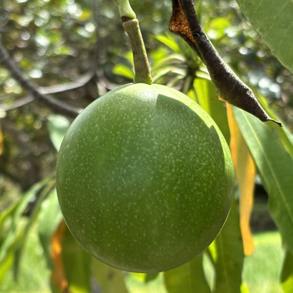 Cerbera odollam | Suicide tree | Pong-pong tree - Indian trees