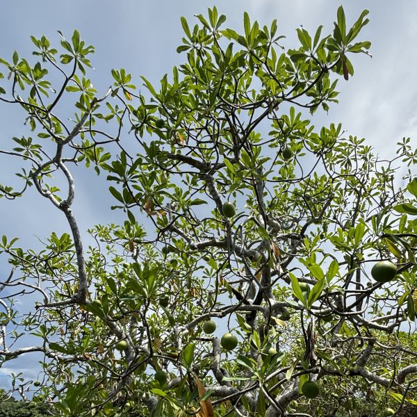 Cerbera odollam | Suicide tree | Pong-pong tree - Indian trees