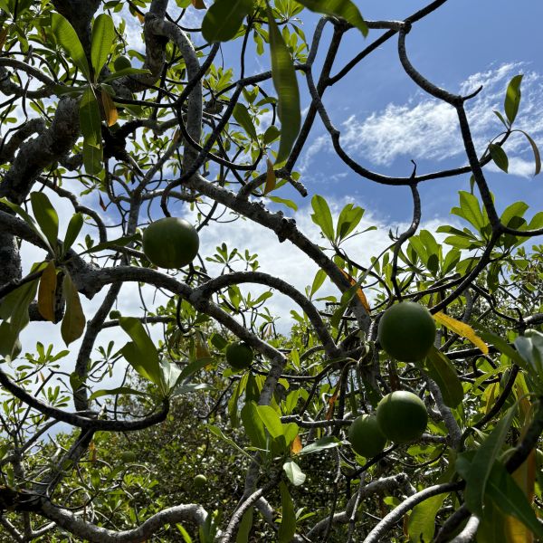 Cerbera odollam | Suicide tree | Pong-pong tree - Indian trees
