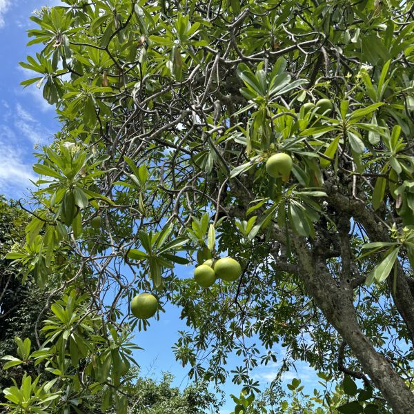 Cerbera odollam | Suicide tree | Pong-pong tree - Indian trees
