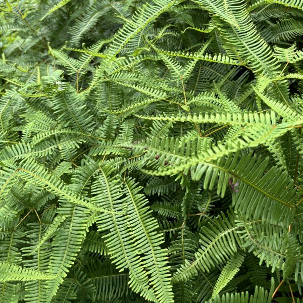 Dicranopteris linearis | Old world forked fern - Wild plants