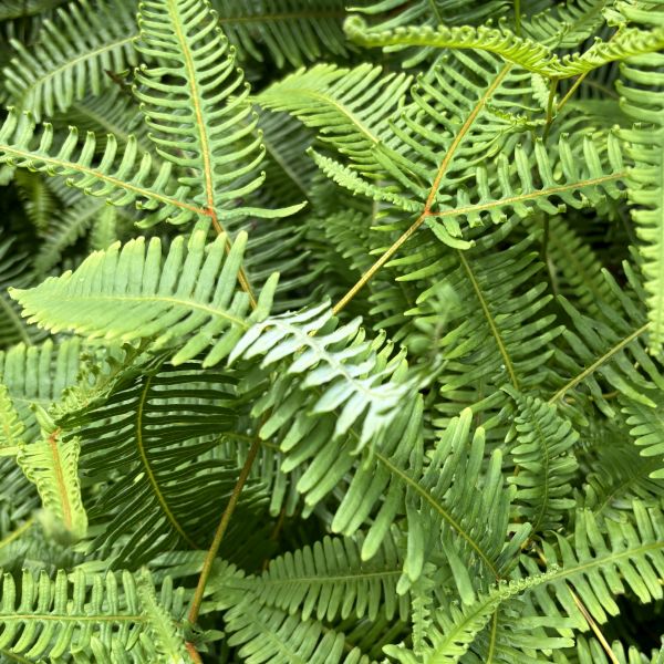 Dicranopteris linearis | Old world forked fern - Wild plants