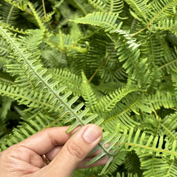 Dicranopteris linearis | Old world forked fern - Wild plants