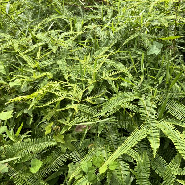 Dicranopteris linearis | Old world forked fern - Wild plants