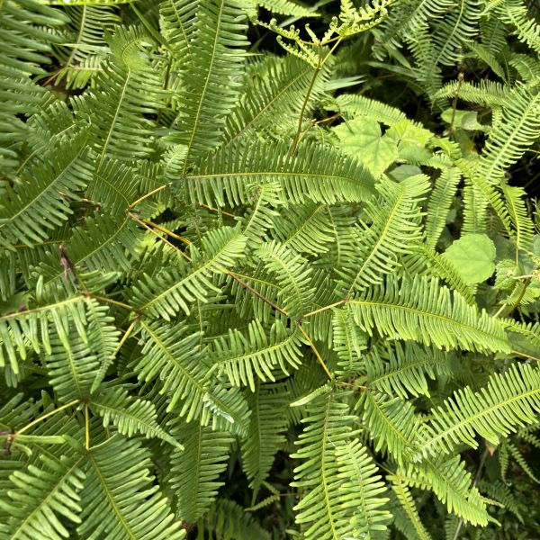 Dicranopteris linearis | Old world forked fern - Wild plants