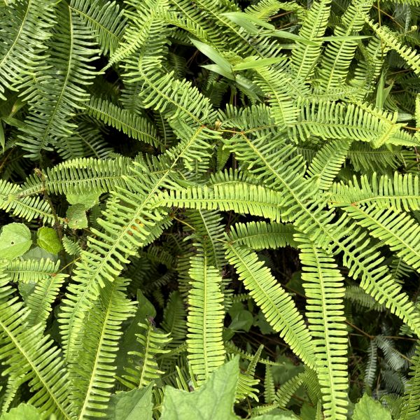 Dicranopteris linearis | Old world forked fern - Wild plants