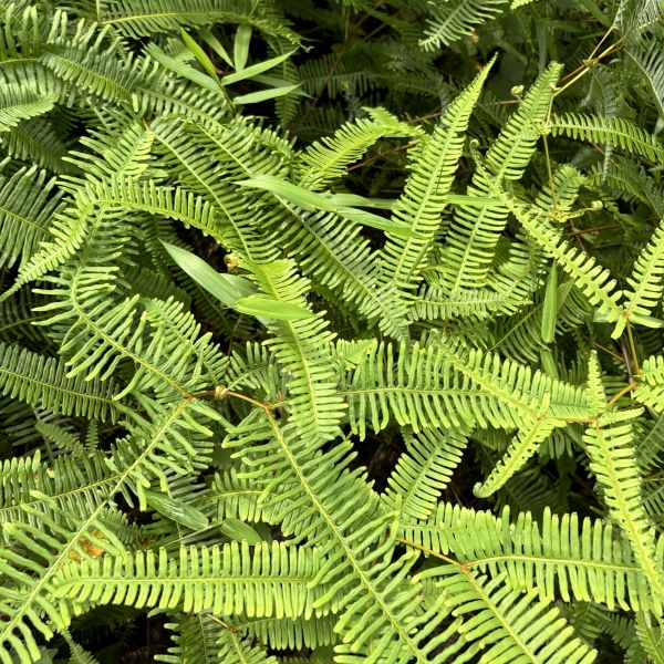 Dicranopteris linearis | Old world forked fern - Wild plants