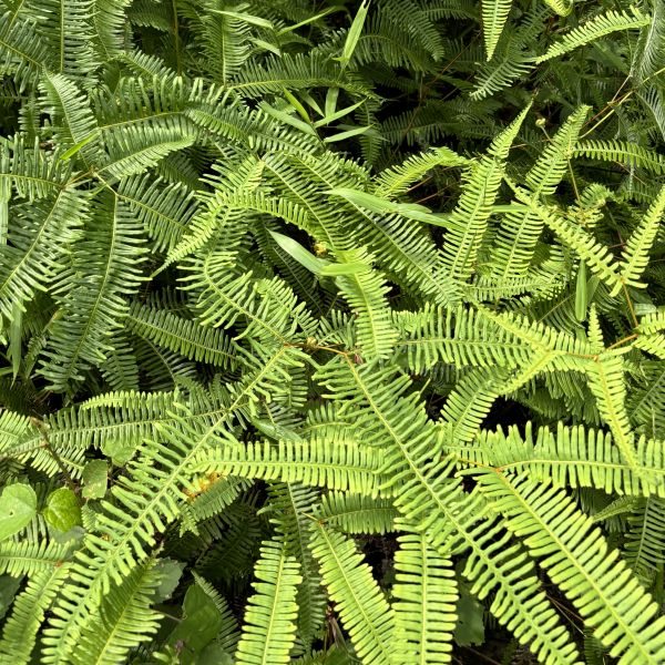 Dicranopteris linearis | Old world forked fern - Wild plants