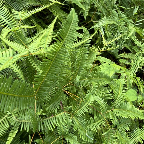 Dicranopteris linearis | Old world forked fern - Wild plants