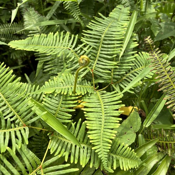 Dicranopteris linearis | Old world forked fern - Wild plants