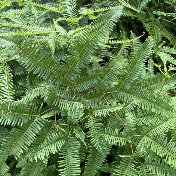 Dicranopteris linearis | Old world forked fern - Wild plants