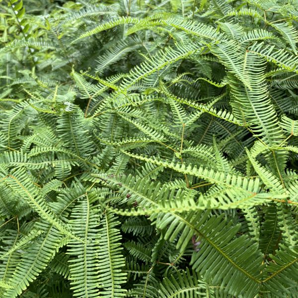 Dicranopteris linearis | Old world forked fern - Wild plants