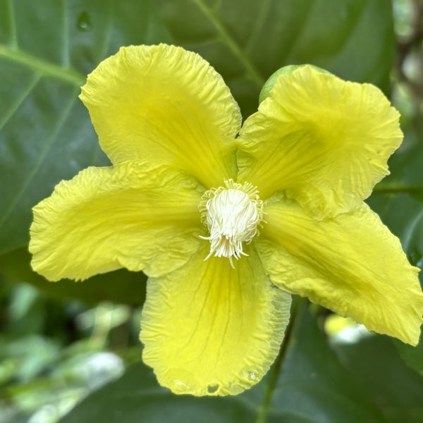 Dillenia suffruticosa | Simpoh ayer - Wild plants | Indian plants