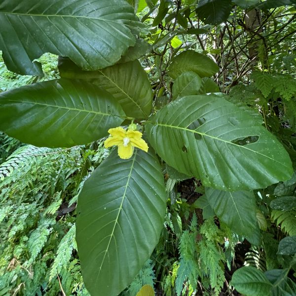 Dillenia suffruticosa | Simpoh ayer - Wild plants | Indian plants
