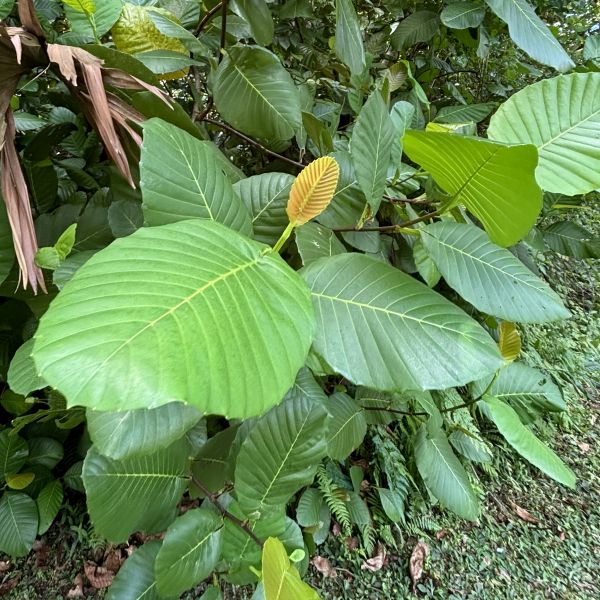 Dillenia suffruticosa | Simpoh ayer - Wild plants | Indian plants