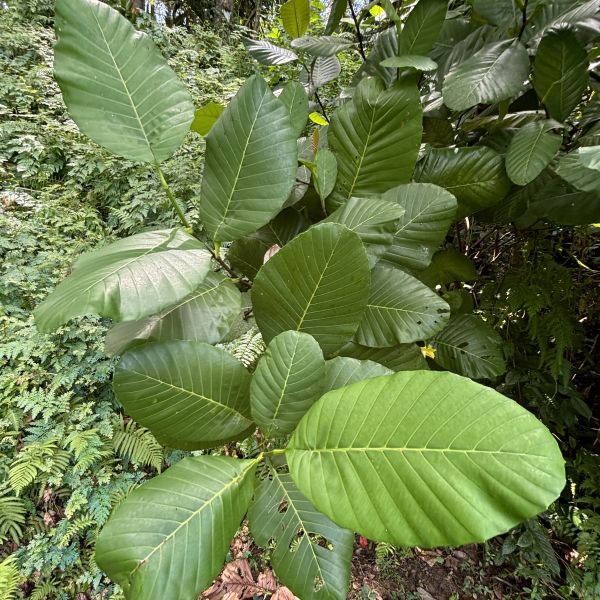Dillenia suffruticosa | Simpoh ayer - Wild plants | Indian plants
