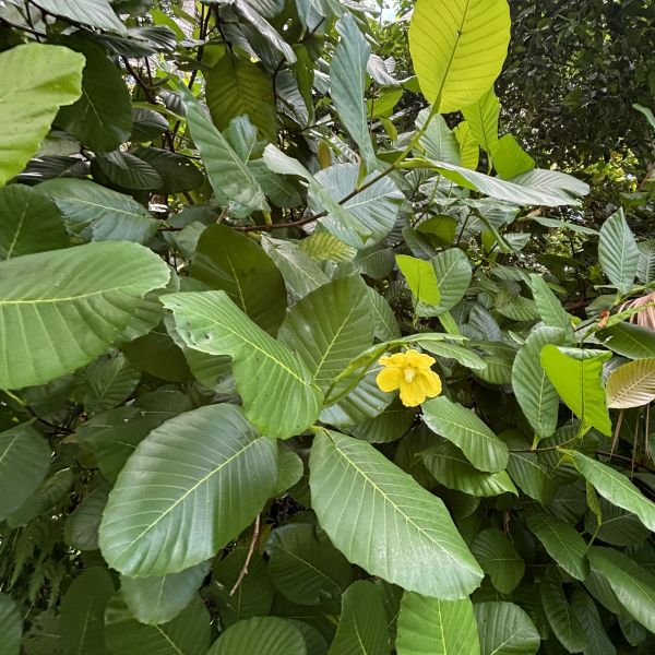 Dillenia suffruticosa | Simpoh ayer - Wild plants | Indian plants