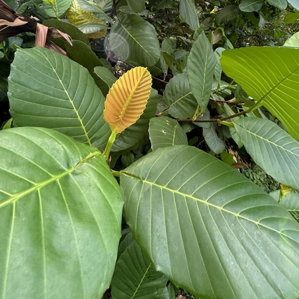 Dillenia suffruticosa | Simpoh ayer - Wild plants | Indian plants