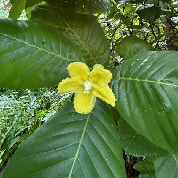 Dillenia suffruticosa | Simpoh ayer - Wild plants | Indian plants