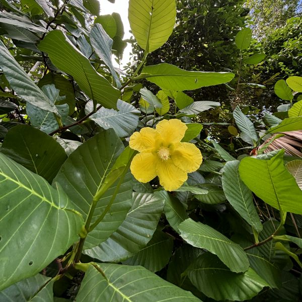 Dillenia suffruticosa | Simpoh ayer - Wild plants | Indian plants