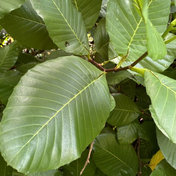 Dillenia suffruticosa | Simpoh ayer - Wild plants | Indian plants