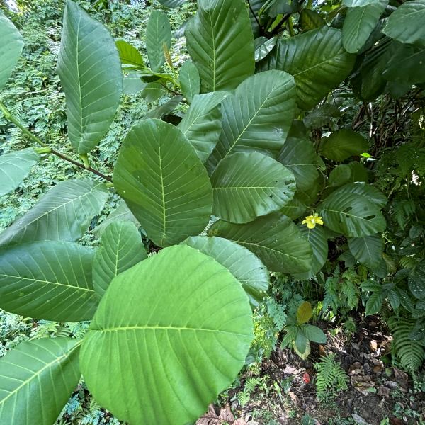 Dillenia suffruticosa | Simpoh ayer - Wild plants | Indian plants