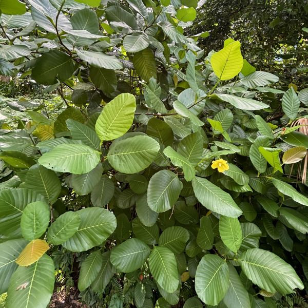 Dillenia suffruticosa | Simpoh ayer - Wild plants | Indian plants