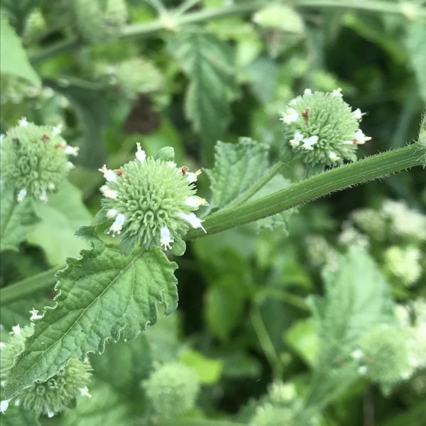 Hyptis capitata | False ironwort - Indian weeds | Wild plants