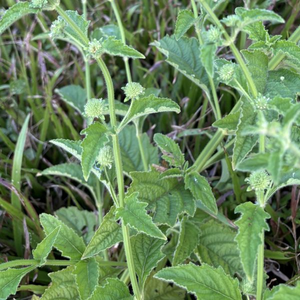 Hyptis capitata | False ironwort - Indian weeds | Wild plants