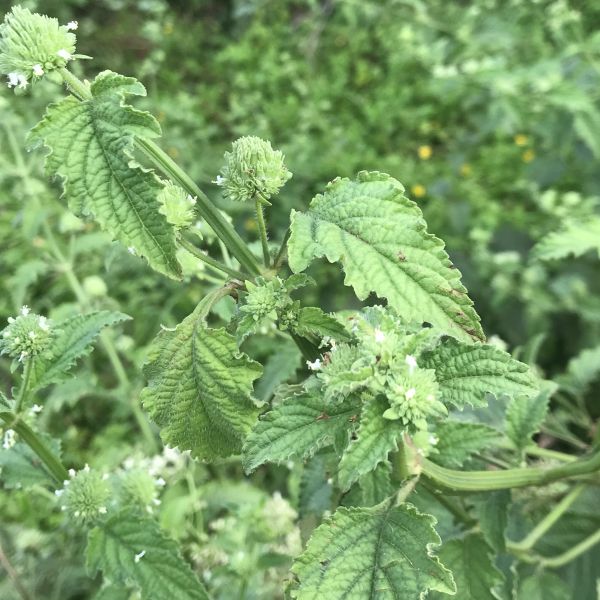 Hyptis capitata | False ironwort - Indian weeds | Wild plants