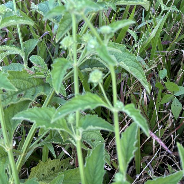 Hyptis capitata | False ironwort - Indian weeds | Wild plants