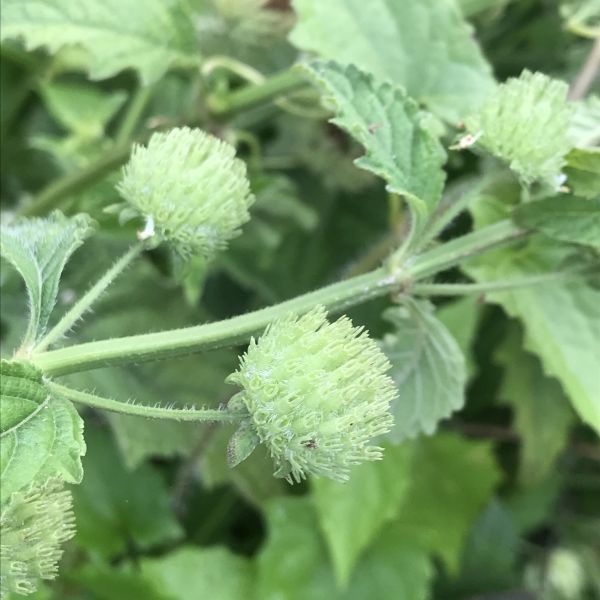 Hyptis capitata | False ironwort - Indian weeds | Wild plants