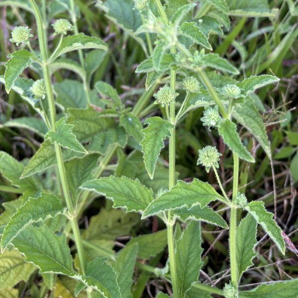 Hyptis capitata | False ironwort - Indian weeds | Wild plants