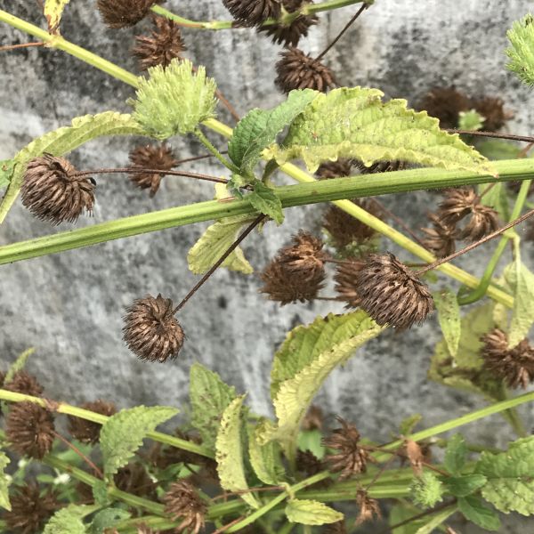 Hyptis capitata | False ironwort - Indian weeds | Wild plants