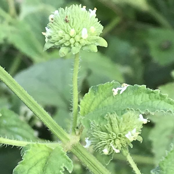 Hyptis capitata | False ironwort - Indian weeds | Wild plants