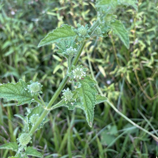 Hyptis capitata | False ironwort - Indian weeds | Wild plants