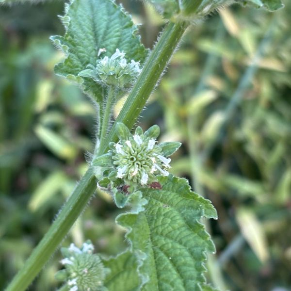 Hyptis capitata | False ironwort - Indian weeds | Wild plants