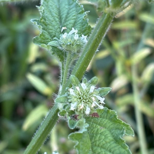 Hyptis capitata | False ironwort - Indian weeds | Wild plants