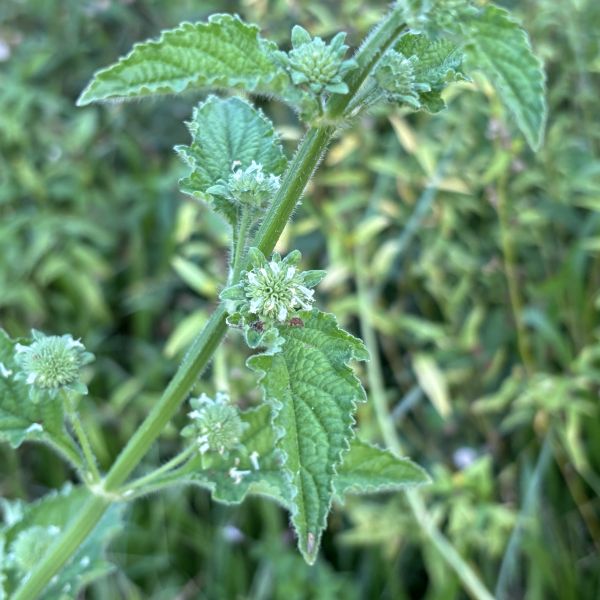 Hyptis capitata | False ironwort - Indian weeds | Wild plants