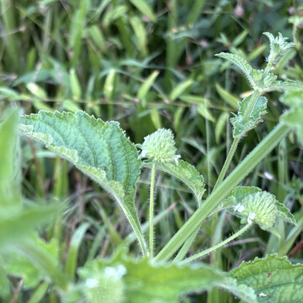 Hyptis capitata | False ironwort - Indian weeds | Wild plants