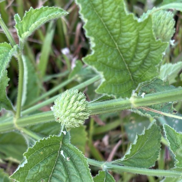 Hyptis capitata | False ironwort - Indian weeds | Wild plants