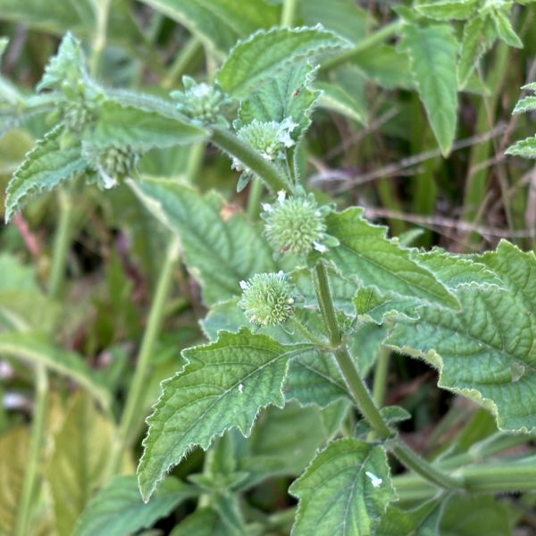 Hyptis capitata | False ironwort - Indian weeds | Wild plants